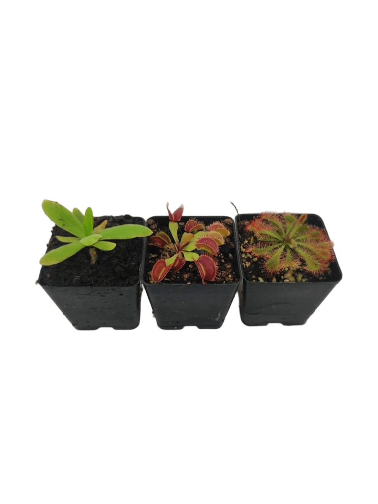 Paquete Mix 2 – rapaxbiotec.com